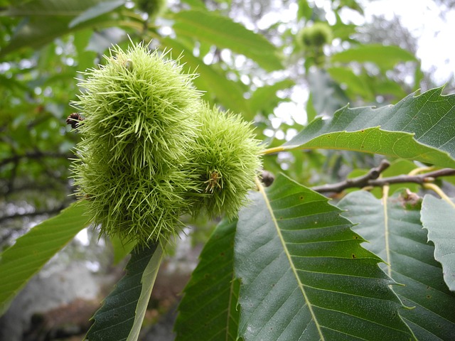 Fruta Concha Castanhas - Foto gratuita no Pixabay - Pixabay