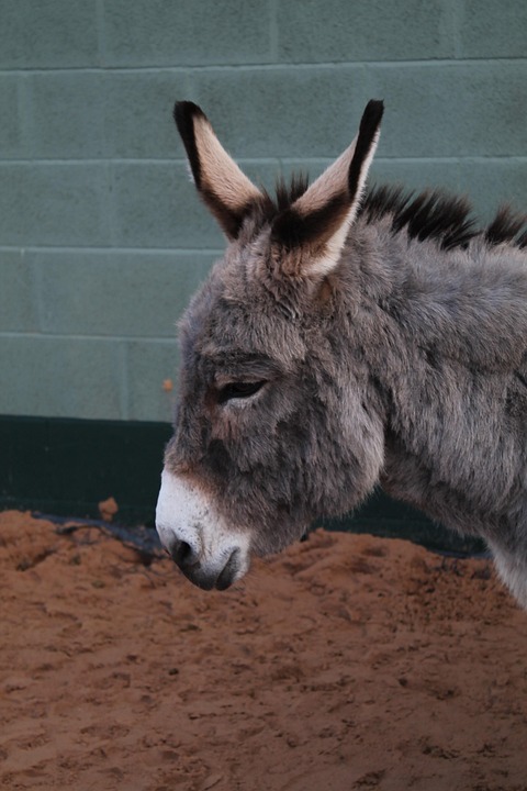 Donkey Rescue Animal - Free photo on Pixabay