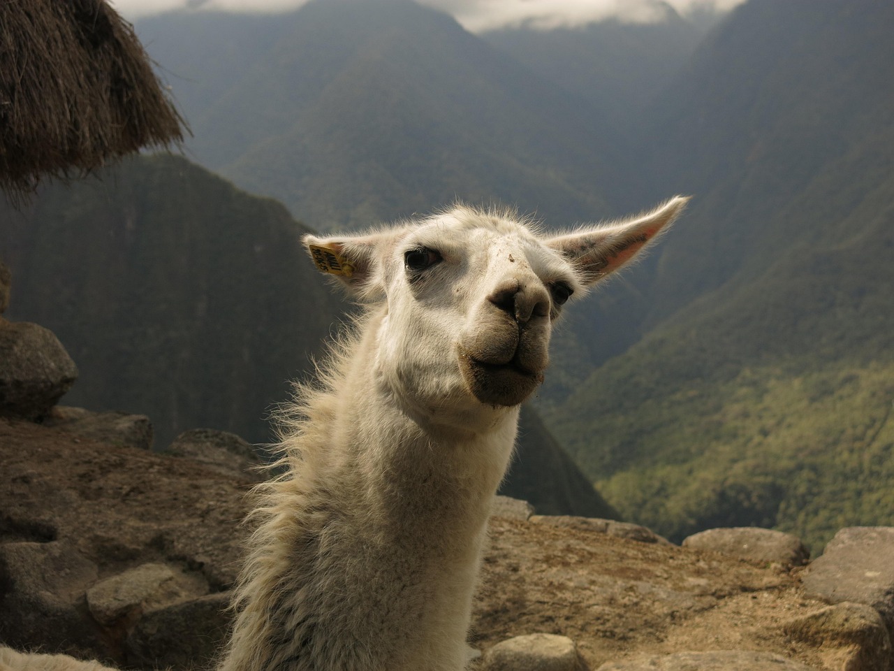 Alpaka Lama Camel Machu - Kostenloses Foto auf Pixabay - Pixabay