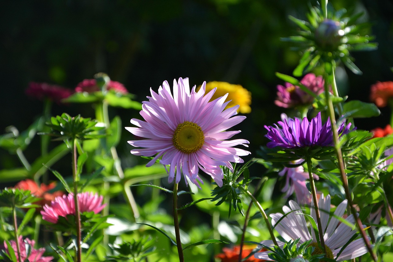 Flowers Massive Pretty - Free photo on Pixabay - Pixabay