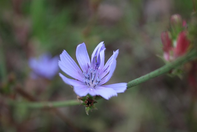 Flores Moradas Naturaleza Morado - Foto gratis en Pixabay - Pixabay