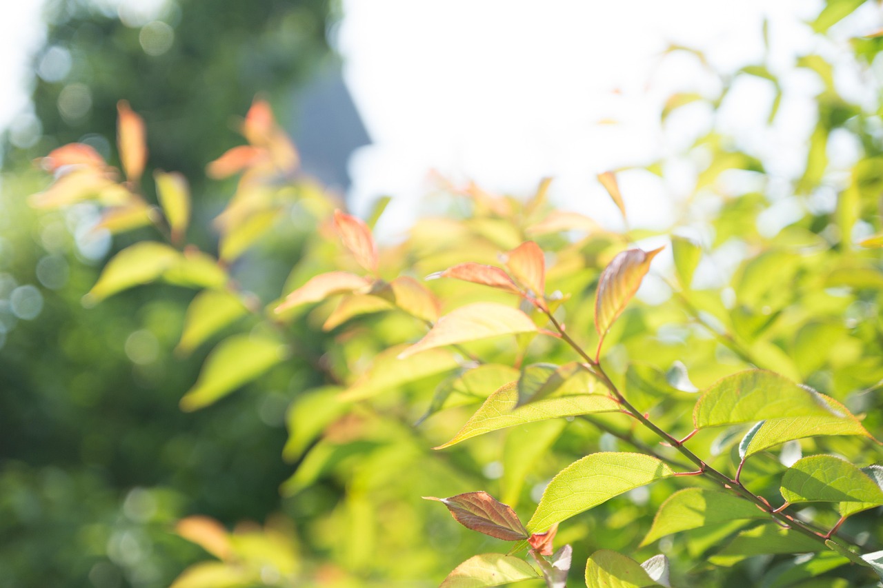 Spring Green - Free photo on Pixabay