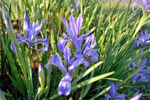 3+ Free Mountain Iris & Flower Images - Pixabay