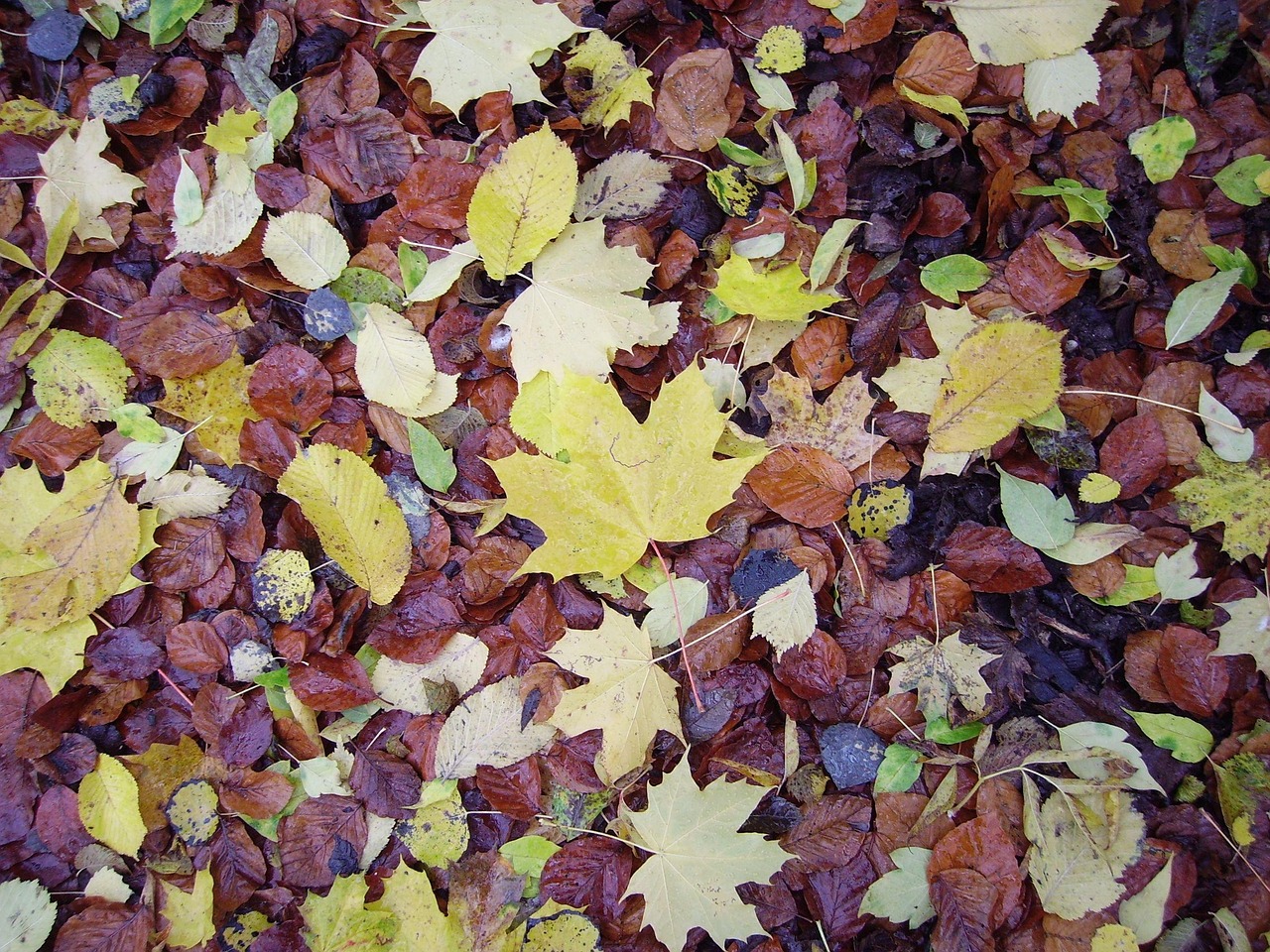 Feuilles D'Automne - Photo gratuite sur Pixabay - Pixabay