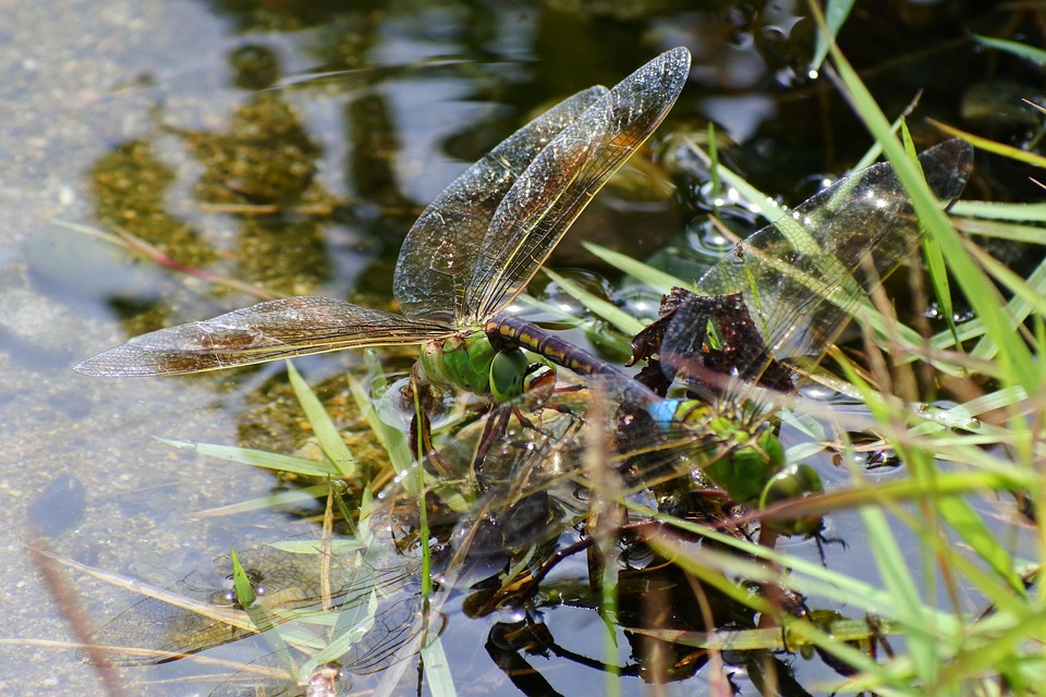 Faszinierend Insekten Im Teich Bilder