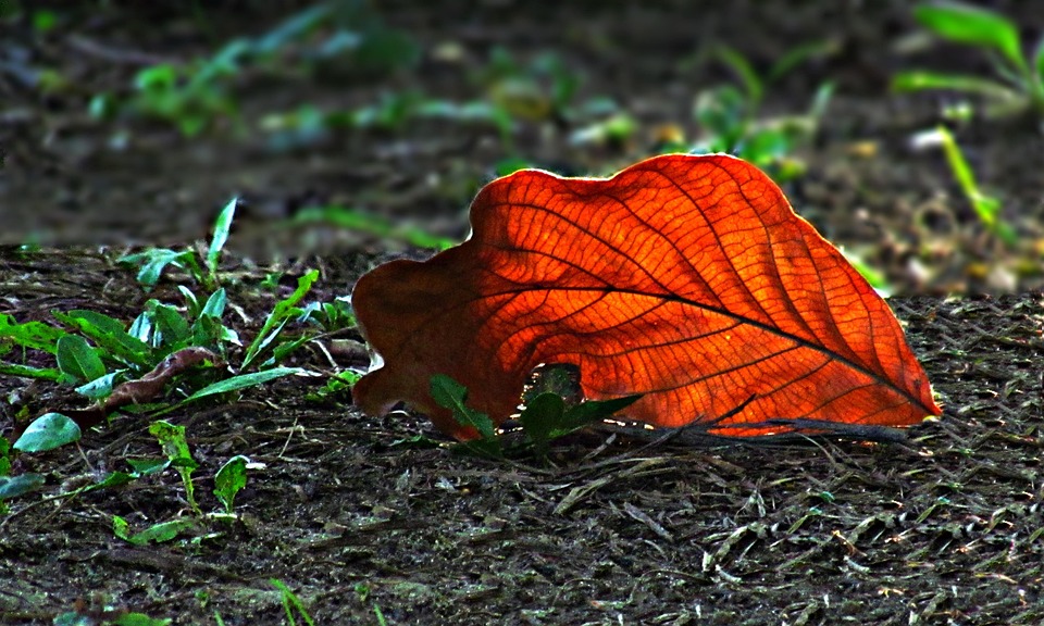 Blatt Herbst Herbstblatt Die - Kostenloses Foto auf Pixabay - Pixabay