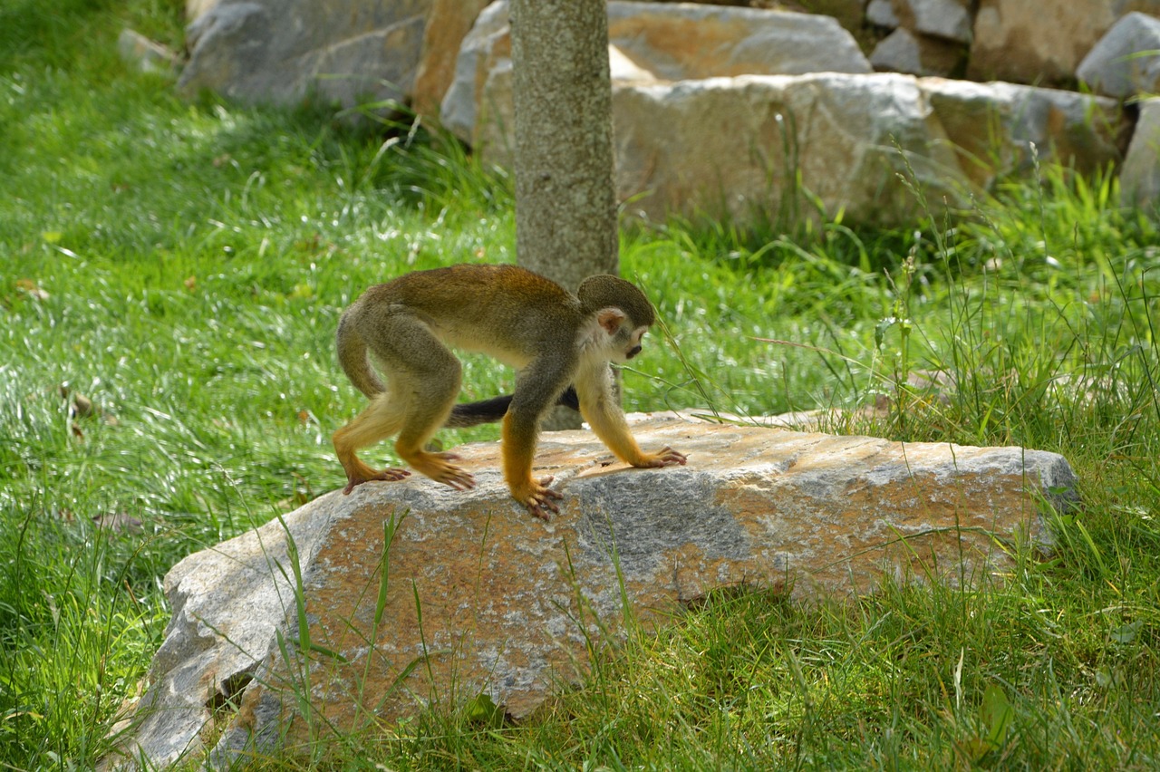Macaco Selvagem Cabelo Animais - Foto gratuita no Pixabay - Pixabay