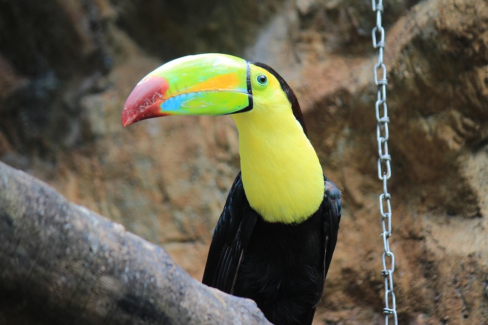 Toucan Black Green - Free photo on Pixabay
