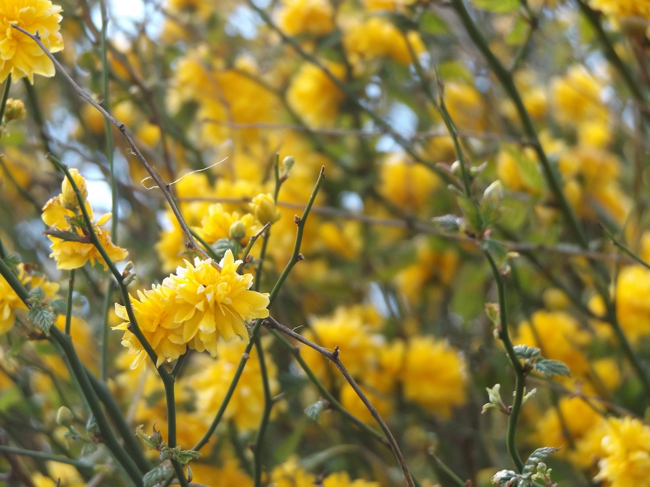 Nature Yellow Flowers Plant - Free photo on Pixabay - Pixabay