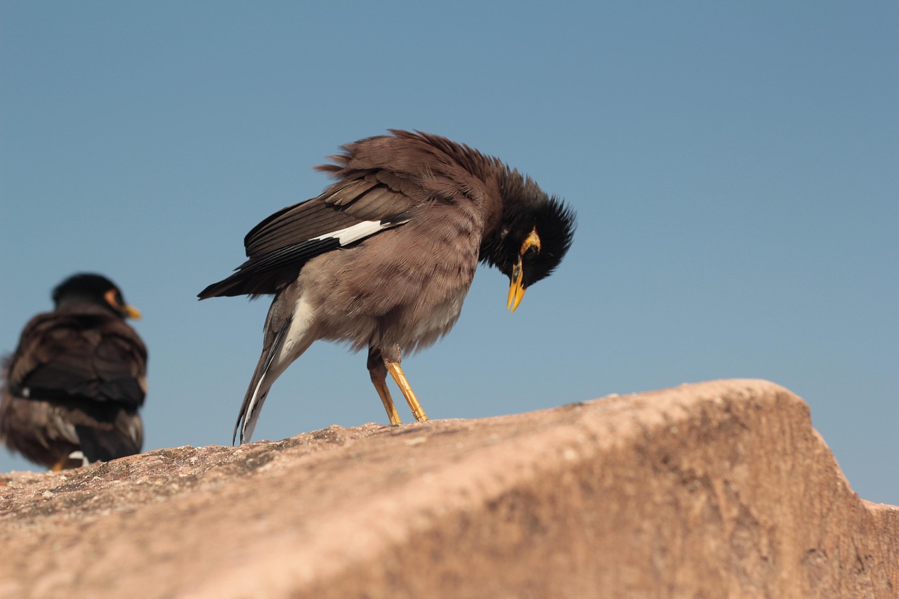 Myna Pájaro Pico Amarillo - Foto gratis en Pixabay