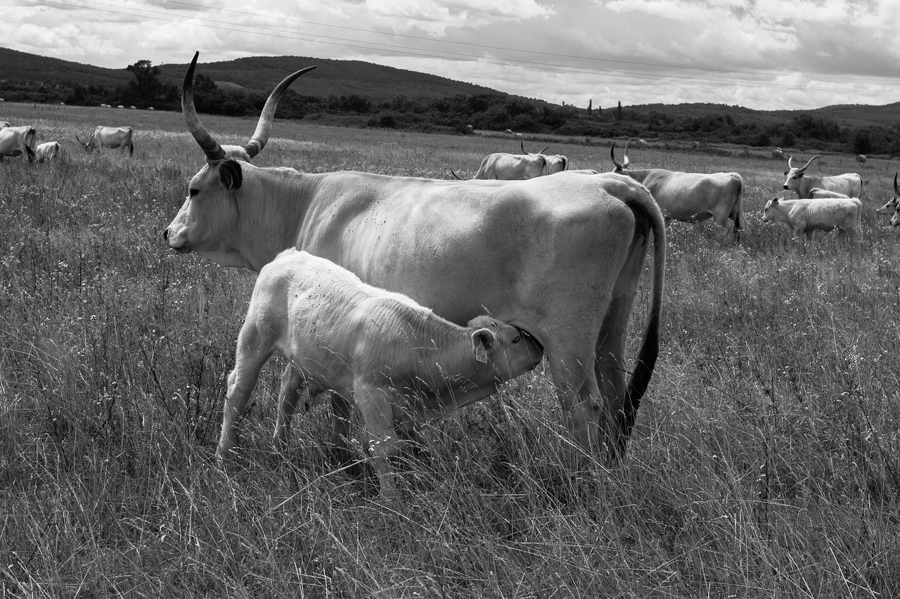 Animales Ganado Vacuno Gris - Foto gratis en Pixabay - Pixabay