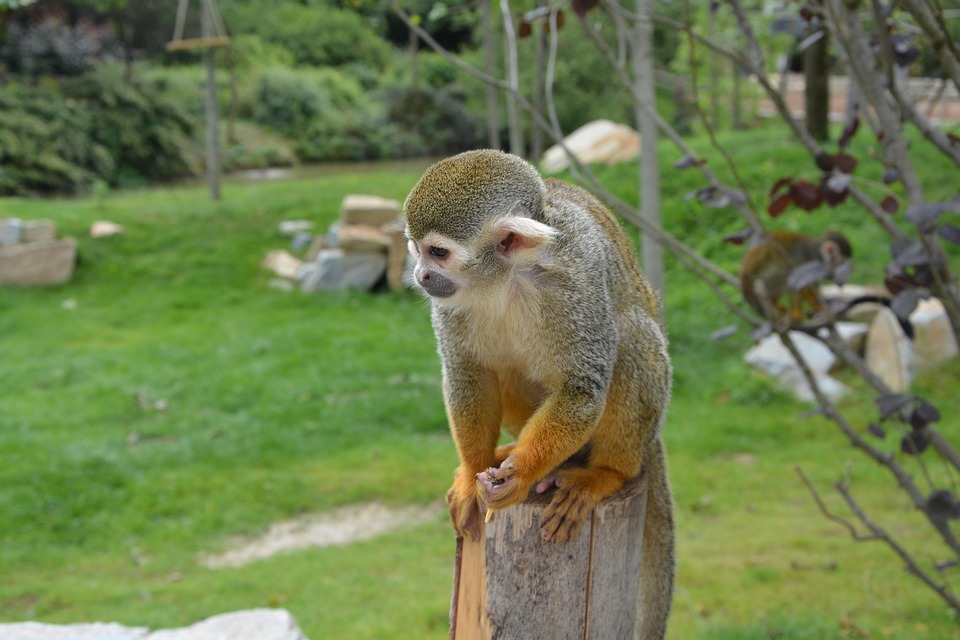 Affe Monkey Zoo - Kostenloses Foto auf Pixabay - Pixabay