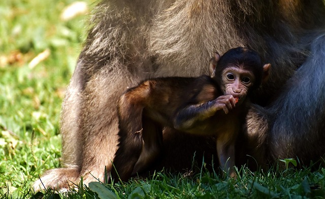 Affen Babyaffe Berberaffe Bedrohte - Kostenloses Foto auf Pixabay - Pixabay