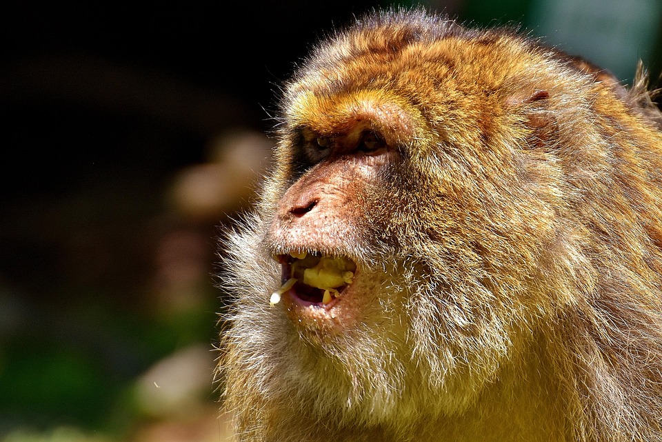 Macacos Macaco Barbary Espécies - Foto gratuita no Pixabay - Pixabay