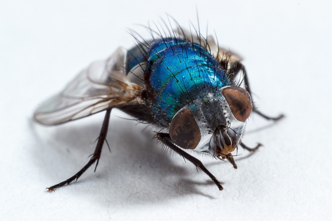 Housefly Fly Insect Macro - Free photo on Pixabay