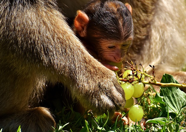 Affen Babyaffe Berberaffe Bedrohte - Kostenloses Foto auf Pixabay - Pixabay