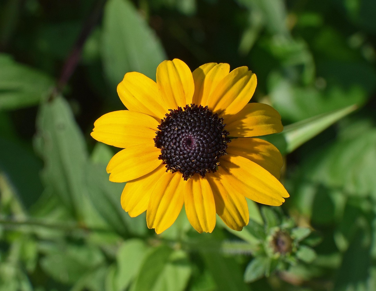200+ Free Black-Eyed-Susan & Black-Eyed Susan Photos - Pixabay