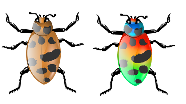 40+ Free Color Beetle & Ladybug Illustrations - Pixabay