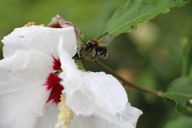 Bumblebee Blossom Bloom - Free photo on Pixabay - Pixabay