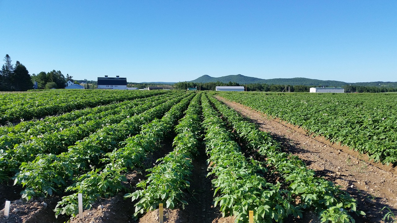 80,000+ Free Potato Field & Potato Images - Pixabay