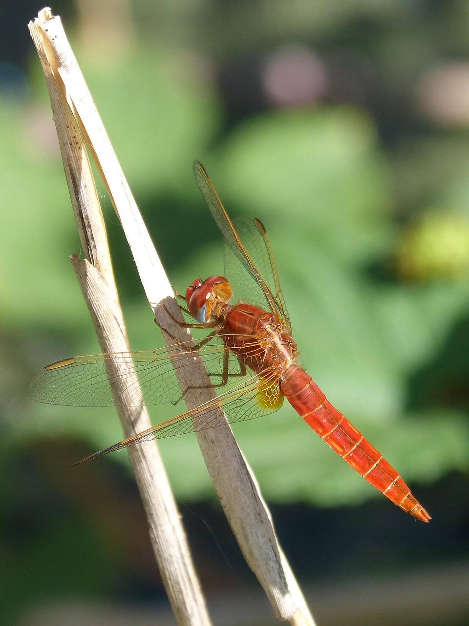 Libélula Vermelha Haste Pantanal - Foto gratuita no Pixabay - Pixabay