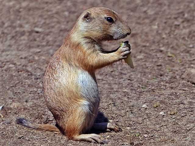 Prairie Dog Fauna Animal - Free photo on Pixabay - Pixabay