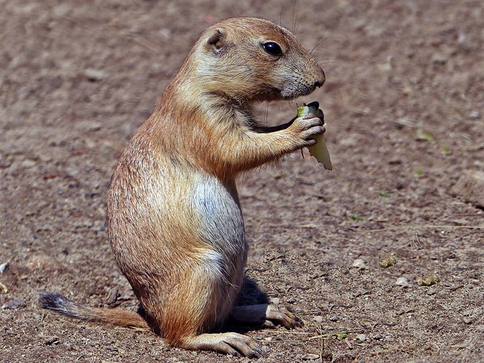 Prairie Dog Fauna Animal Free Photo On Pixabay Pixabay