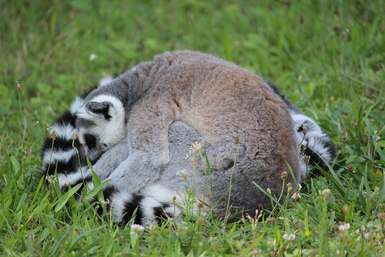 Lemur Anel-Atado Katta Lemus - Foto gratuita no Pixabay - Pixabay