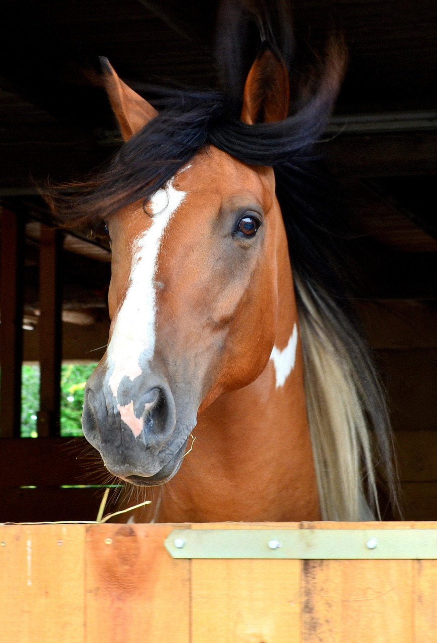 20,000+ Free Horse Stable & Horse Images - Pixabay