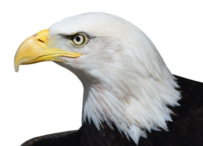 800+ Free Bald Eagles & Eagle Images