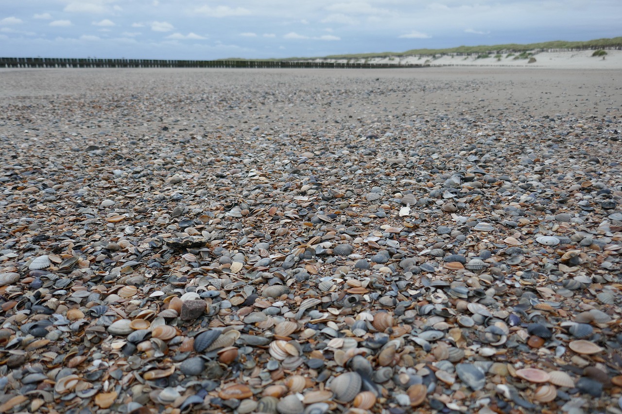 Shellfish Beach Stones - Free photo on Pixabay - Pixabay
