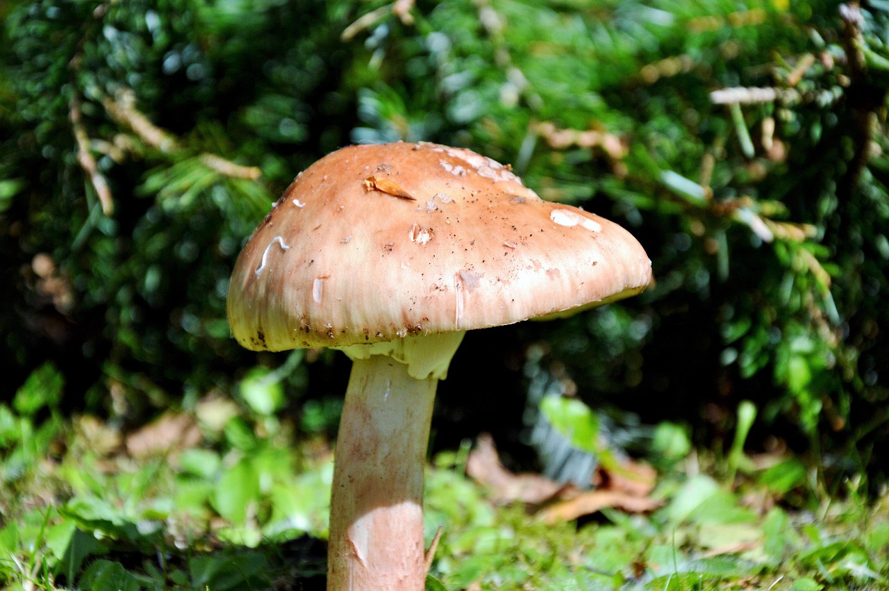 Champignon Disque Forêt - Photo gratuite sur Pixabay - Pixabay