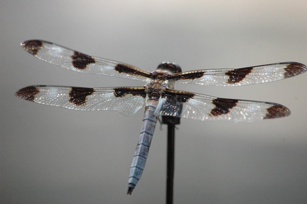 500+ Free Damselfly & Dragonfly Images - Pixabay