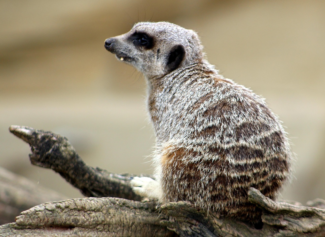 Suricata Animal Zoo Fauna - Foto gratis en Pixabay - Pixabay