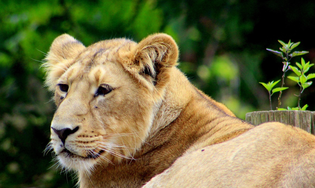 Lion Zoo Cat - Photo gratuite sur Pixabay - Pixabay