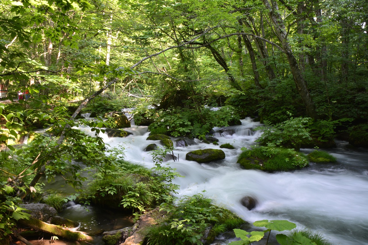Japan Green Nature - Free photo on Pixabay - Pixabay