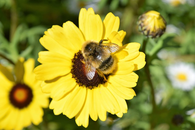 Flor Abeja Amarillo - Foto gratis en Pixabay - Pixabay