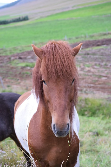 Caballo Cabeza Brown - Foto gratis en Pixabay - Pixabay