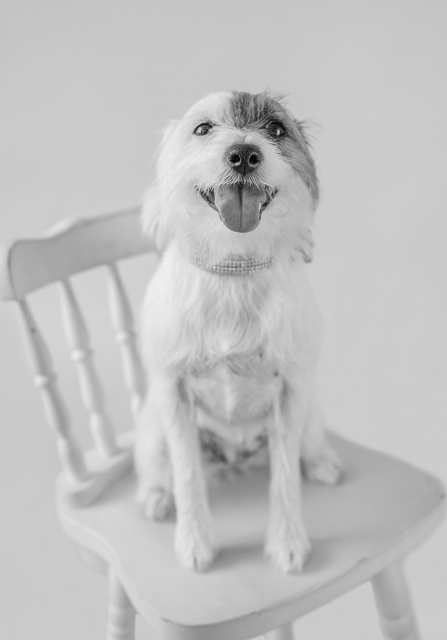 100+ Free Funny Pose & Funny Images - Pixabay