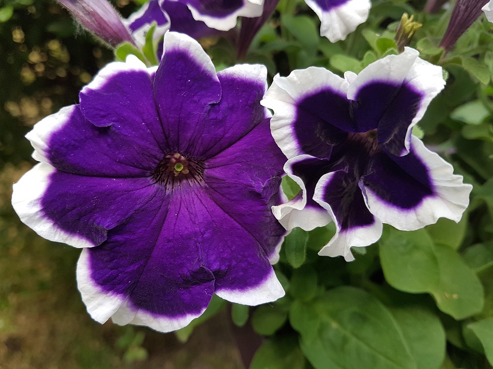 Kukka Petunia - Ilmainen valokuva Pixabayssa - Pixabay