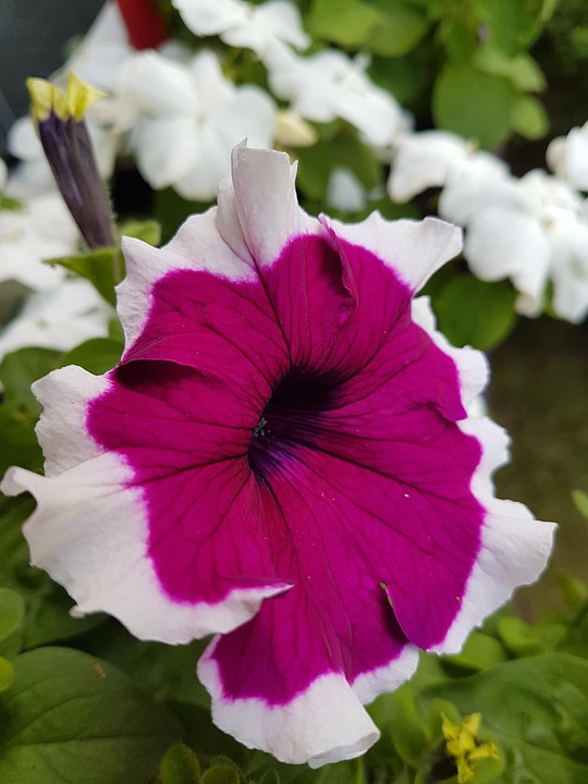 Flor Petunia Flores De - Foto gratis en Pixabay - Pixabay