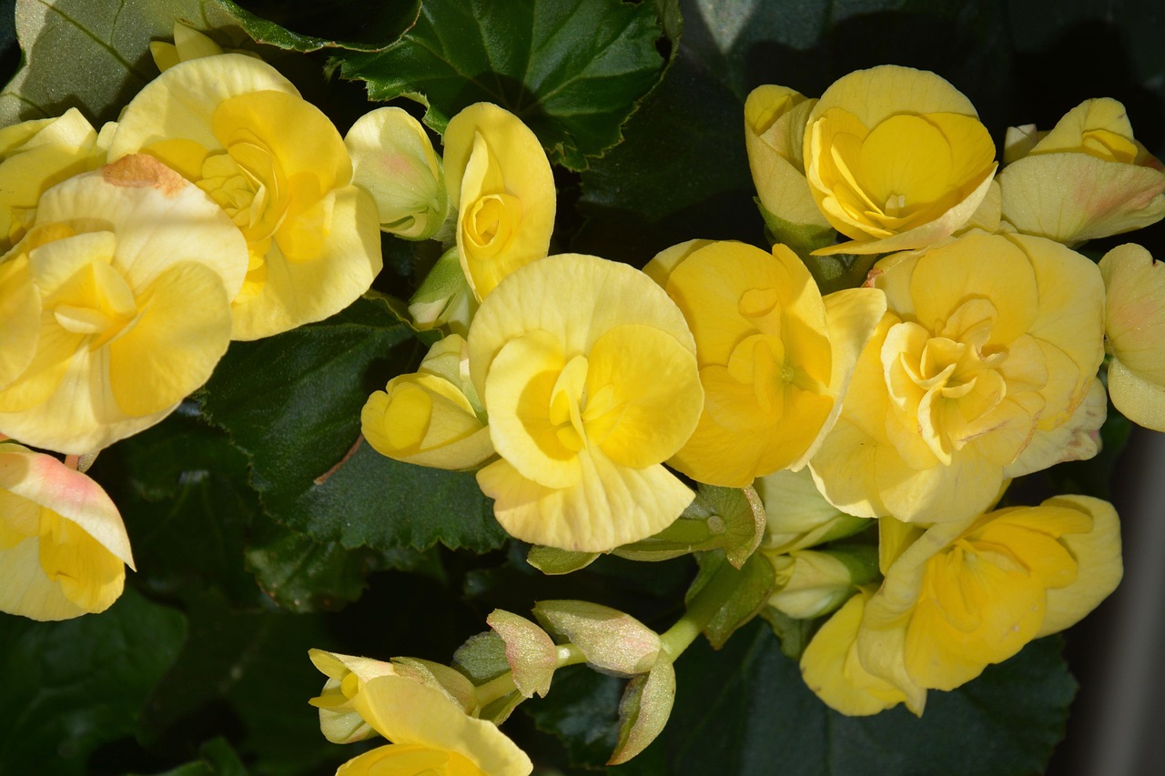 Flores De Color Amarillo Jardinera - Foto gratis en Pixabay - Pixabay