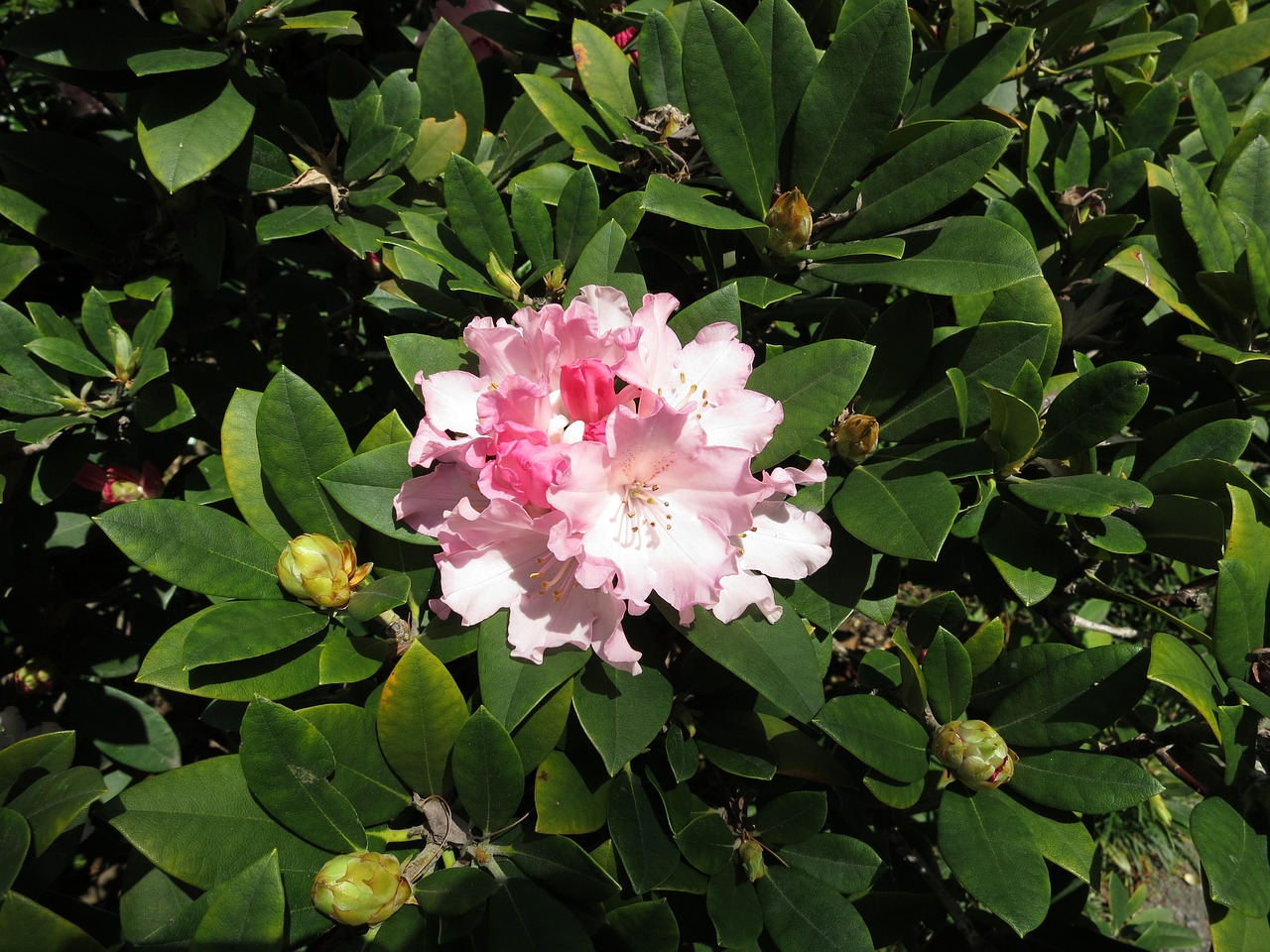 Pink Flower Azalea Blossom - Free photo on Pixabay