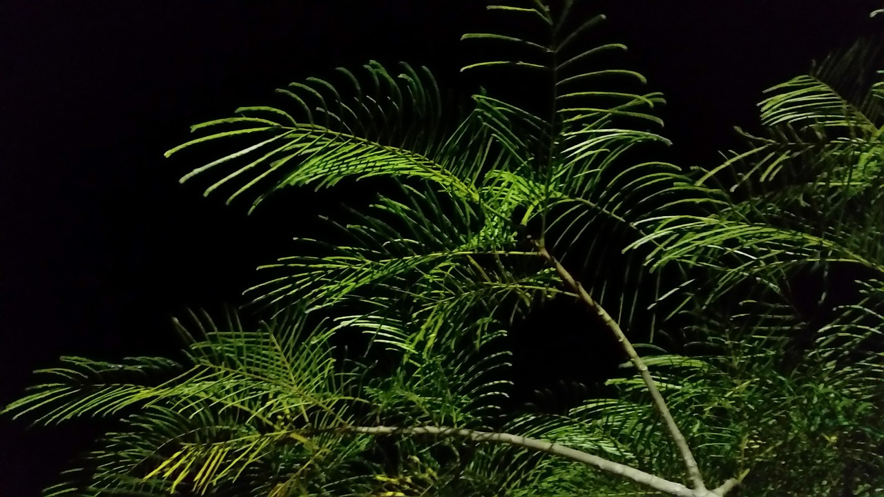 Nuit Arbre Feuilles - Photo gratuite sur Pixabay - Pixabay