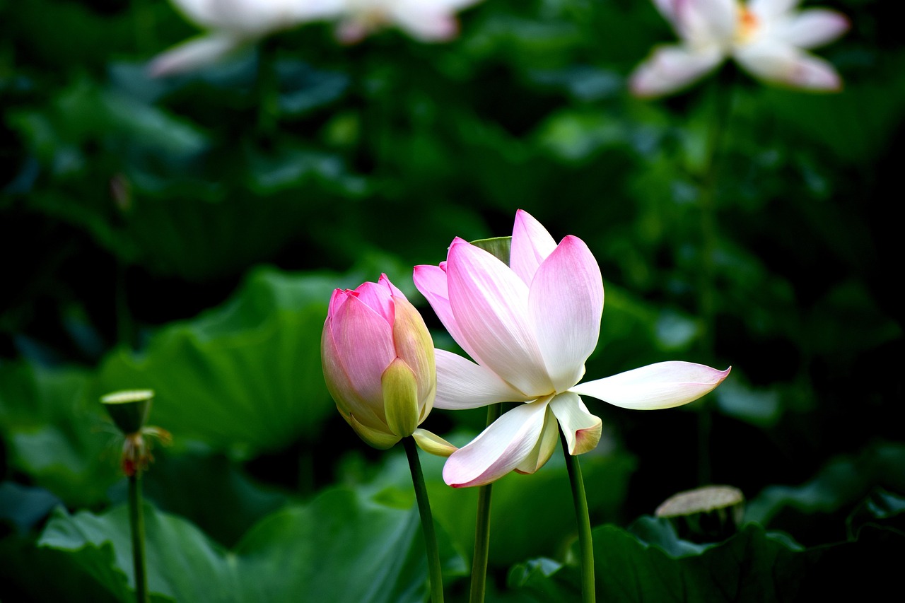 10,000+ Lotus Flower Pictures and Photos in Hi-Res - Pixabay
