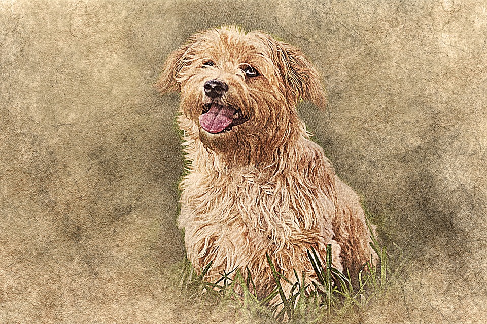 Download Dog, Pet, Cute. Royalty-Free Stock Illustration Image - Pixabay