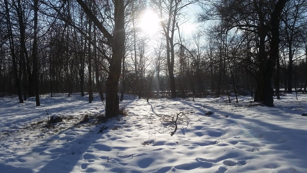 Winter Forest Trees - Free photo on Pixabay - Pixabay