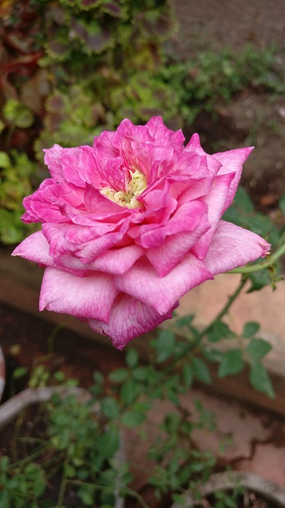 Rose Jardin Bloom - Photo gratuite sur Pixabay - Pixabay