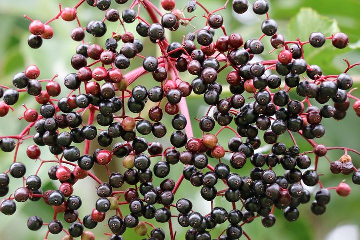 200+ Free Elderberry & Elderberries Images