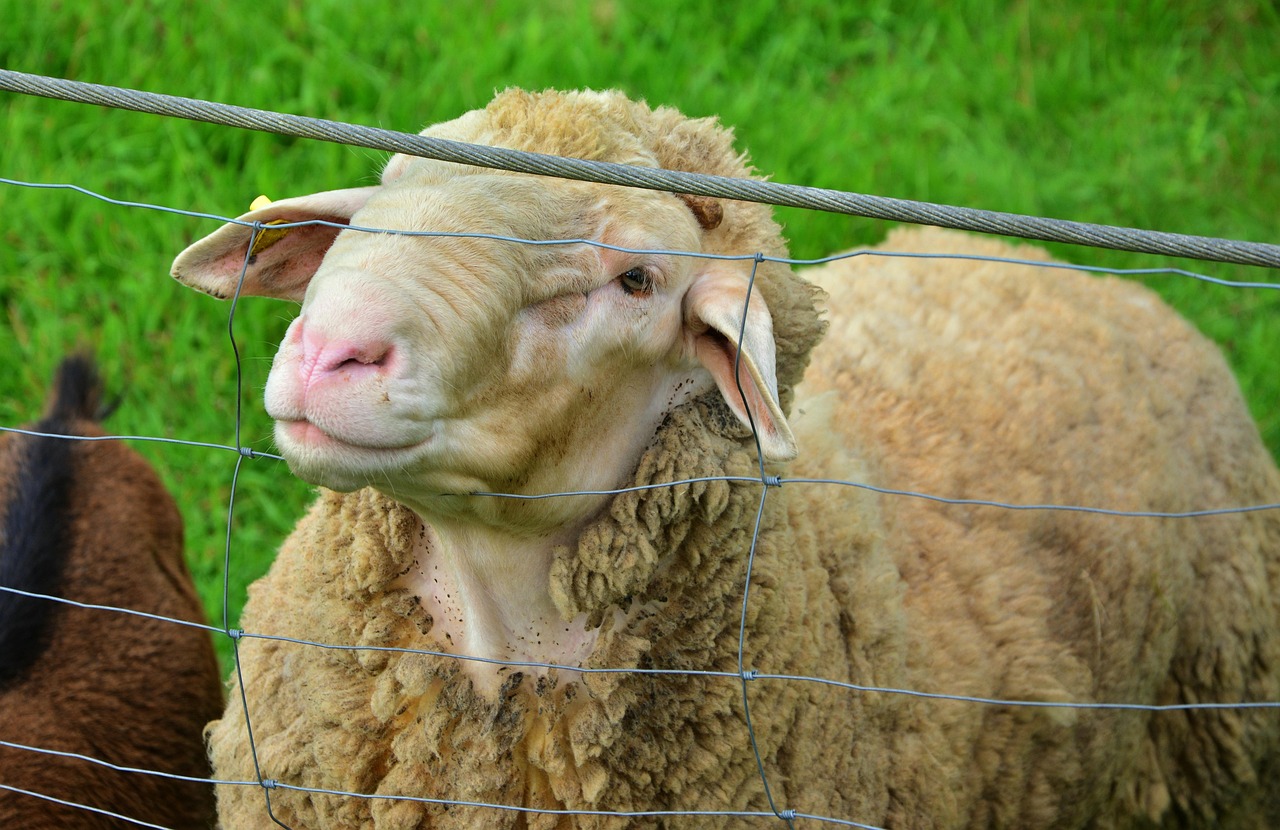 Oaie Curtea Fermei Animal De Ferma - Fotografie gratuită pe Pixabay